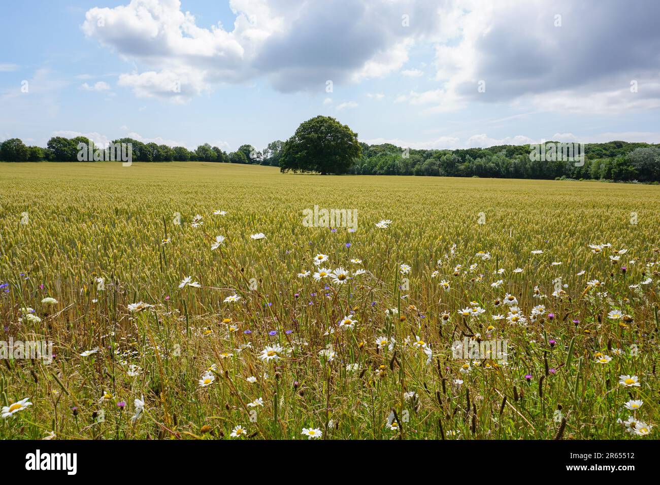 scenic view over crop field with wild flowers growing at border. Beautiful countryside landscape ...