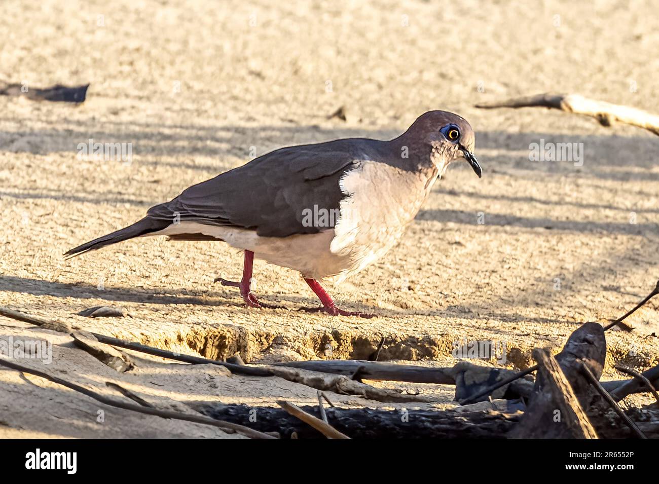 White-tipped dove, embankment of Rupununi River, Rupununi Savannah ...