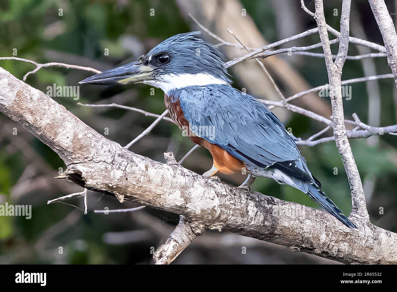 Male, Ringed Kingfisher, Rupununi River, Rupununi Savannah, Upper ...