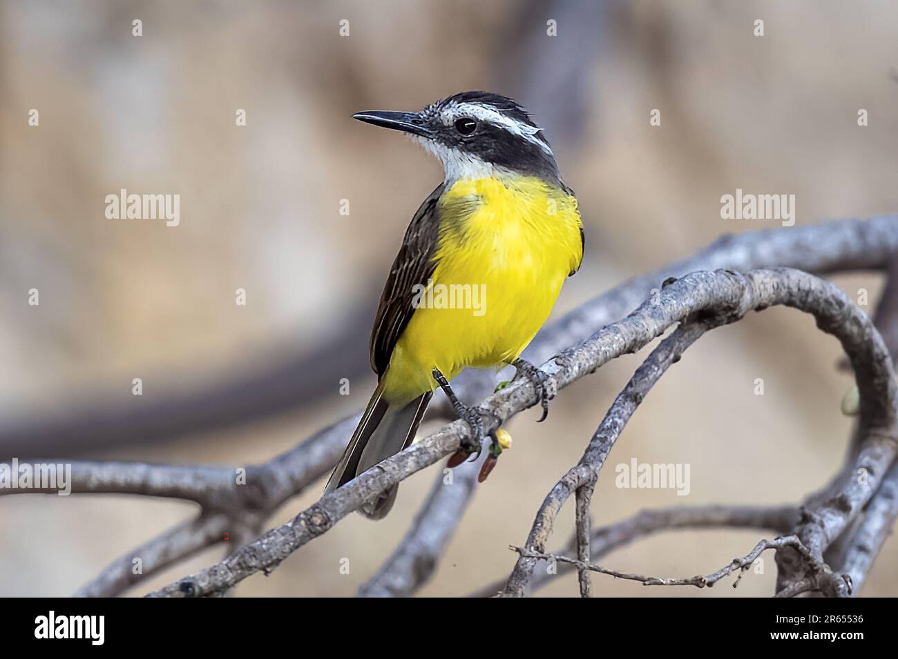Lesser Kiskadee, Rupununi River, Rupununi Savannah, Upper Takutu-Upper ...