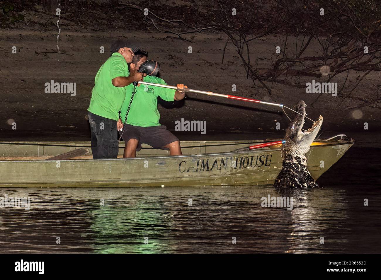 Capturing Black Caiman for research purposes,at night, Rupununi River ...