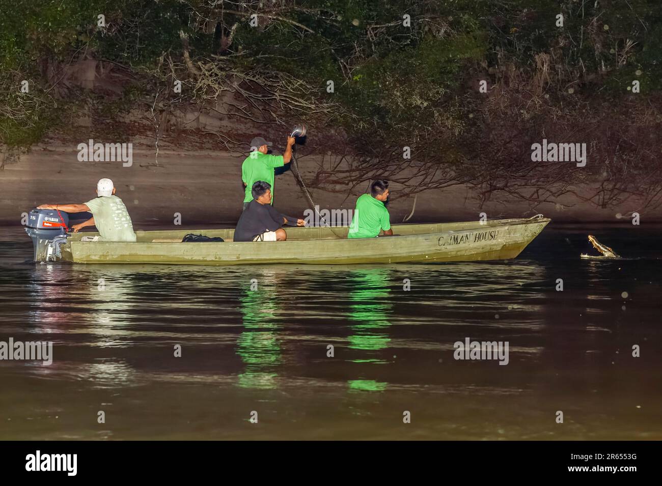 Capturing Black Caiman for research purposes,at night, Rupununi River ...