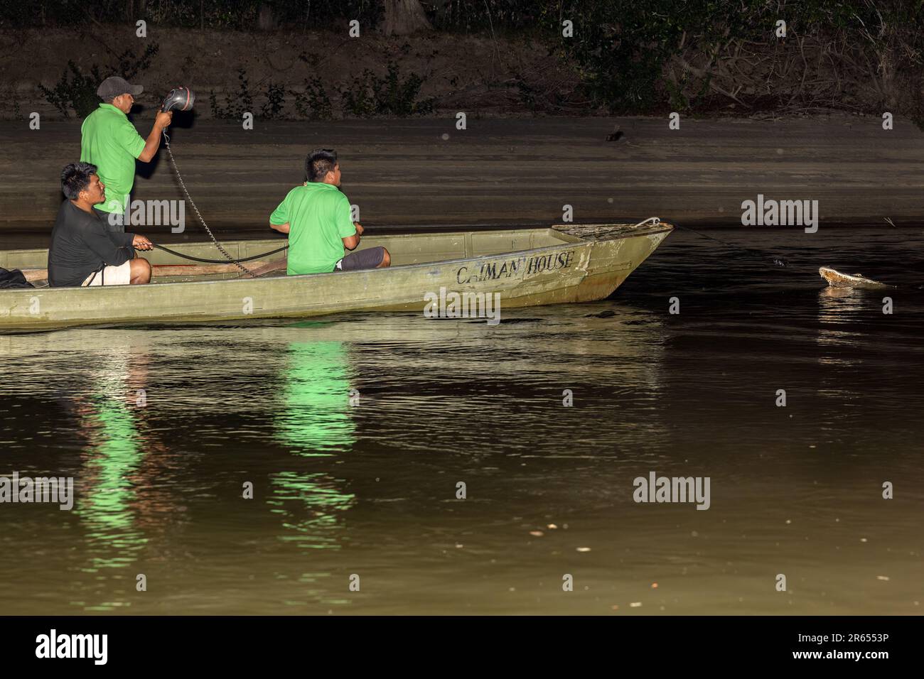 Capturing Black Caiman for research purposes,at night, Rupununi River ...
