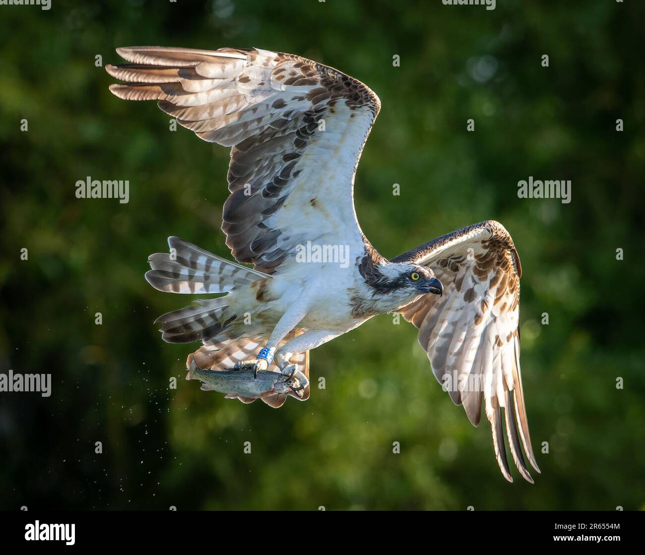 The Osprey is a fish-eating bird. RUTLAND, UK: STUNNING images from ...