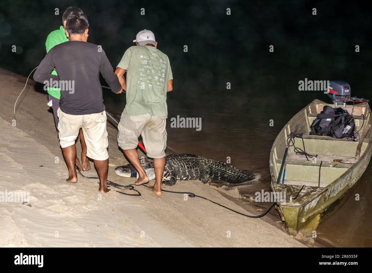 Pulling onto the bank, Captured Black Caiman for research purposes,at ...