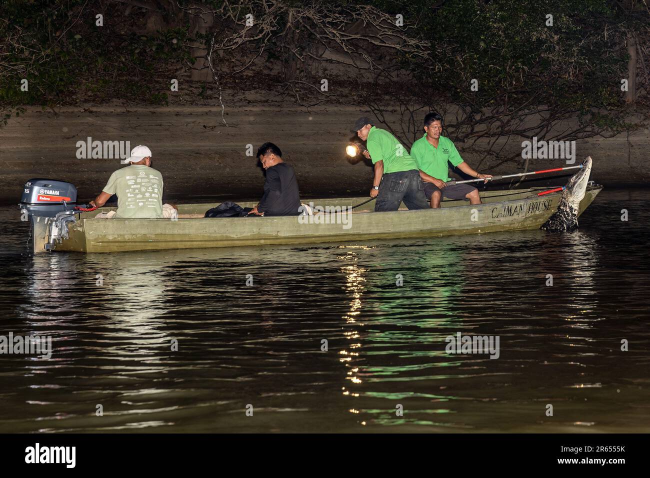 Capturing Black Caiman for research purposes,at night, Rupununi River ...
