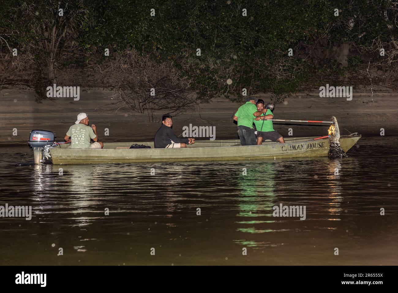 Capturing Black Caiman for research purposes,at night, Rupununi River ...