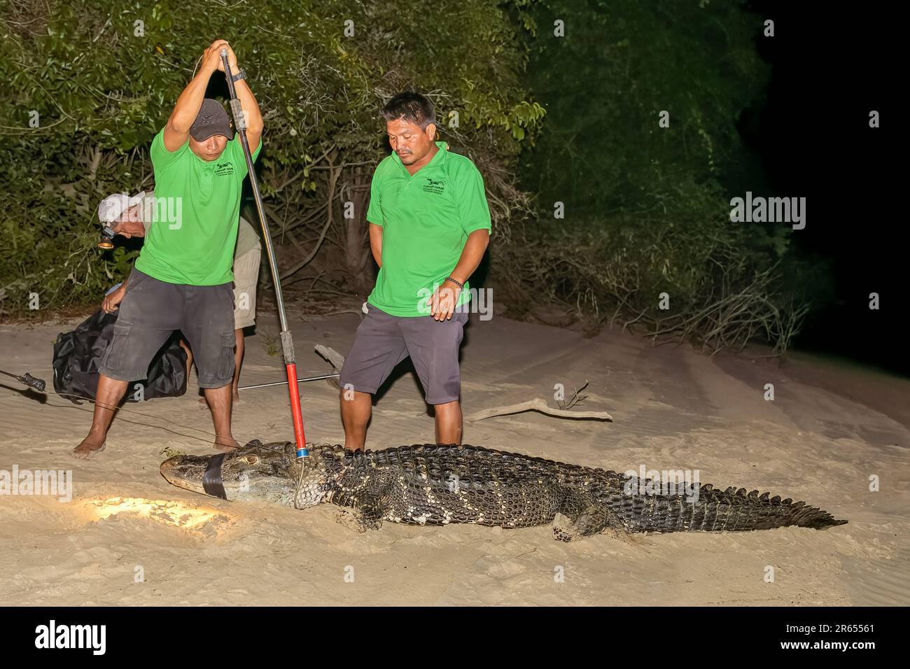Immobilised.Taped jaws, On embankment. Black Caiman for research ...
