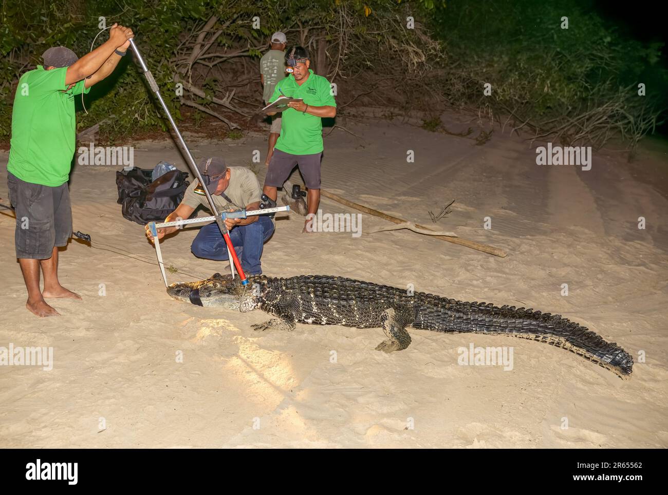 Meaasuring the Captured Black Caiman for research purposes,at night ...