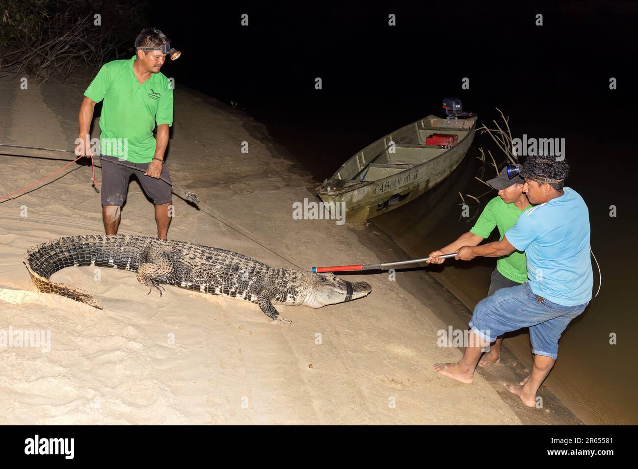 Releasing the Captured Black Caiman for research purposes,at night ...