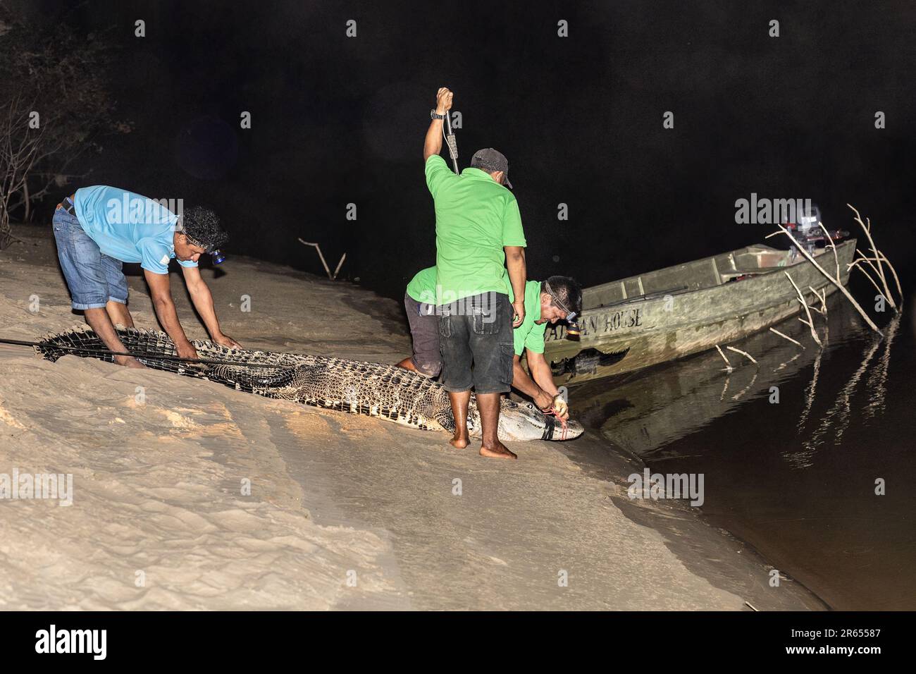 Releasing the Captured Black Caiman for research purposes,at night ...