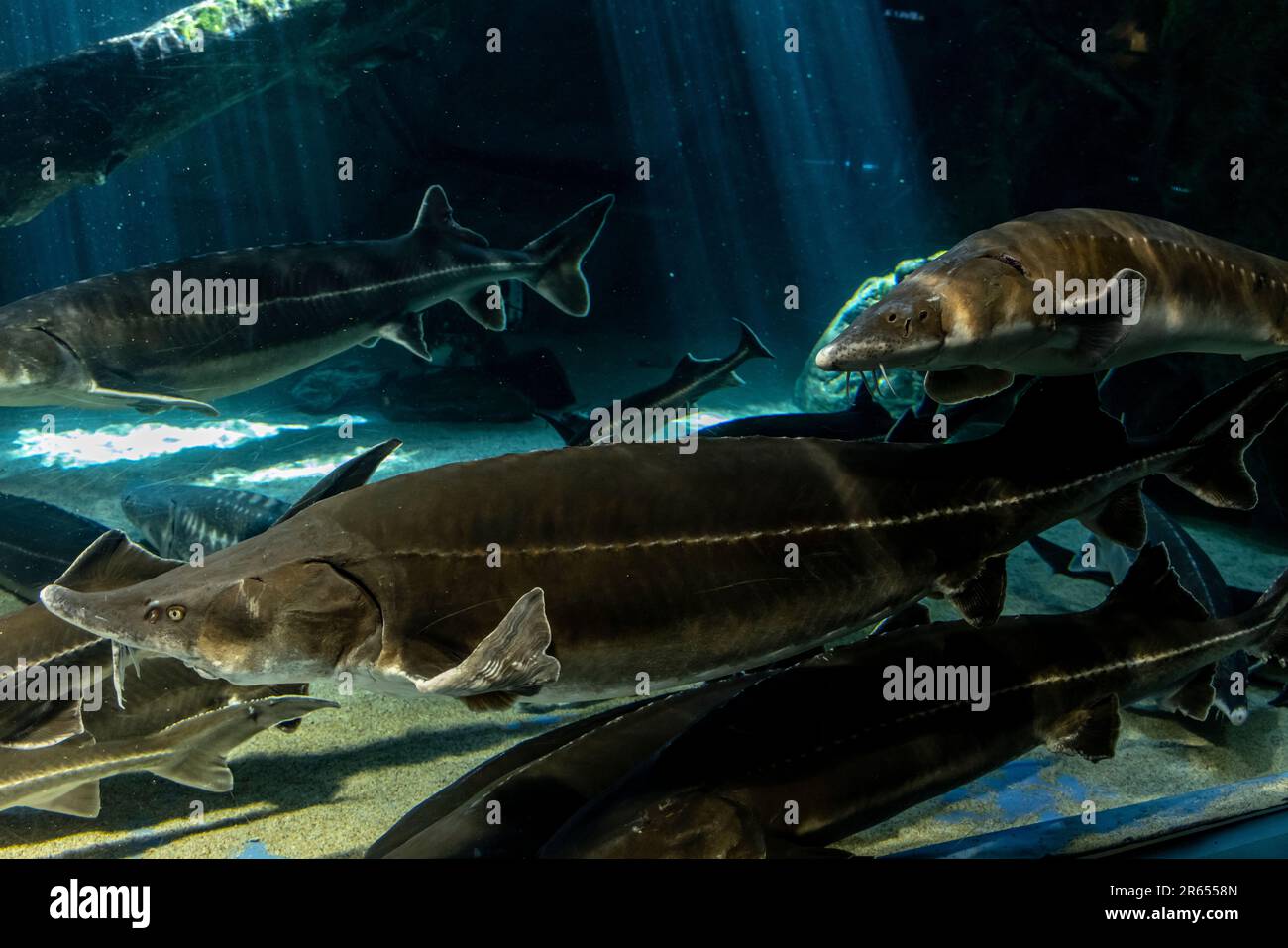 Sturgeon fish underwater hi-res stock photography and images - Alamy