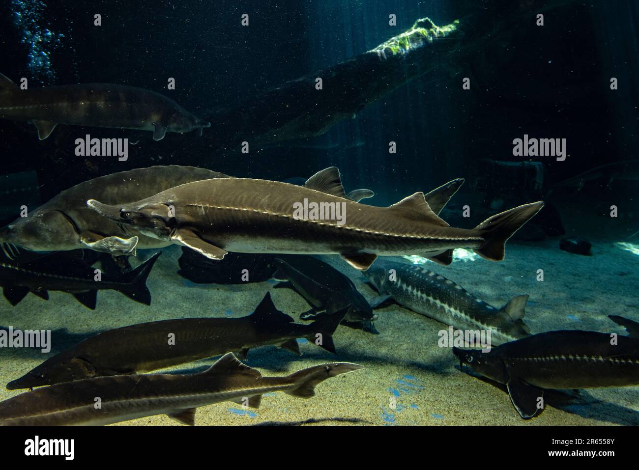 Sturgeon fish hi-res stock photography and images - Alamy