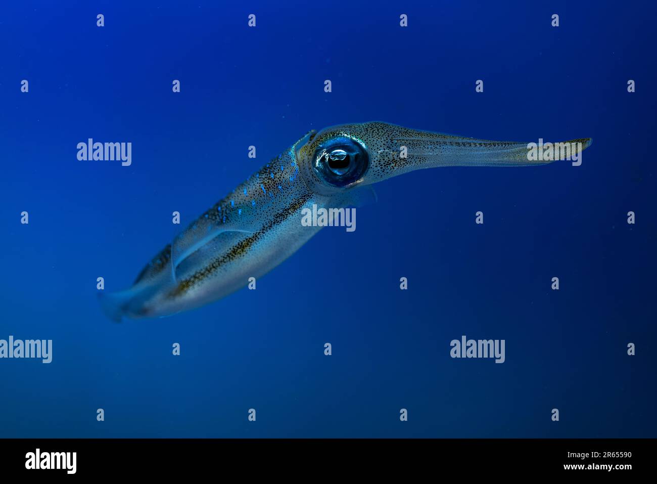Aquarium cuttlefish hi-res stock photography and images - Alamy