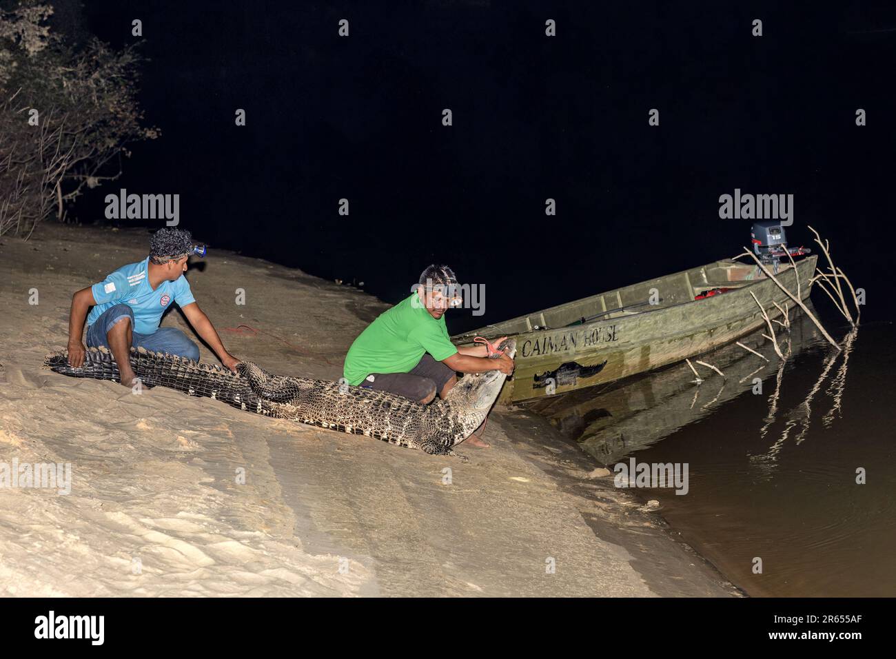 Releasing the Captured Black Caiman for research purposes,at night ...