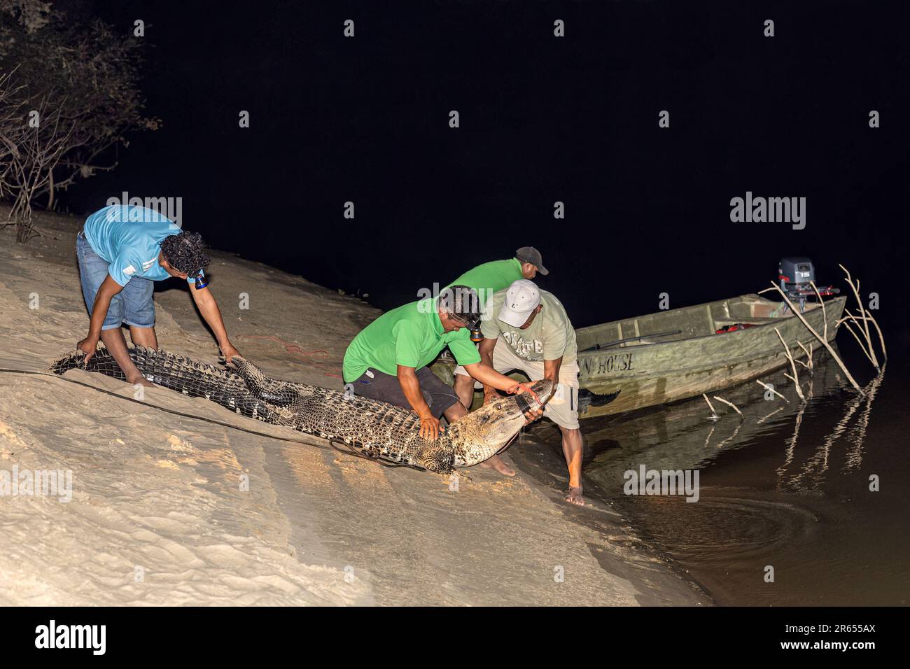 Releasing the Captured Black Caiman for research purposes,at night ...