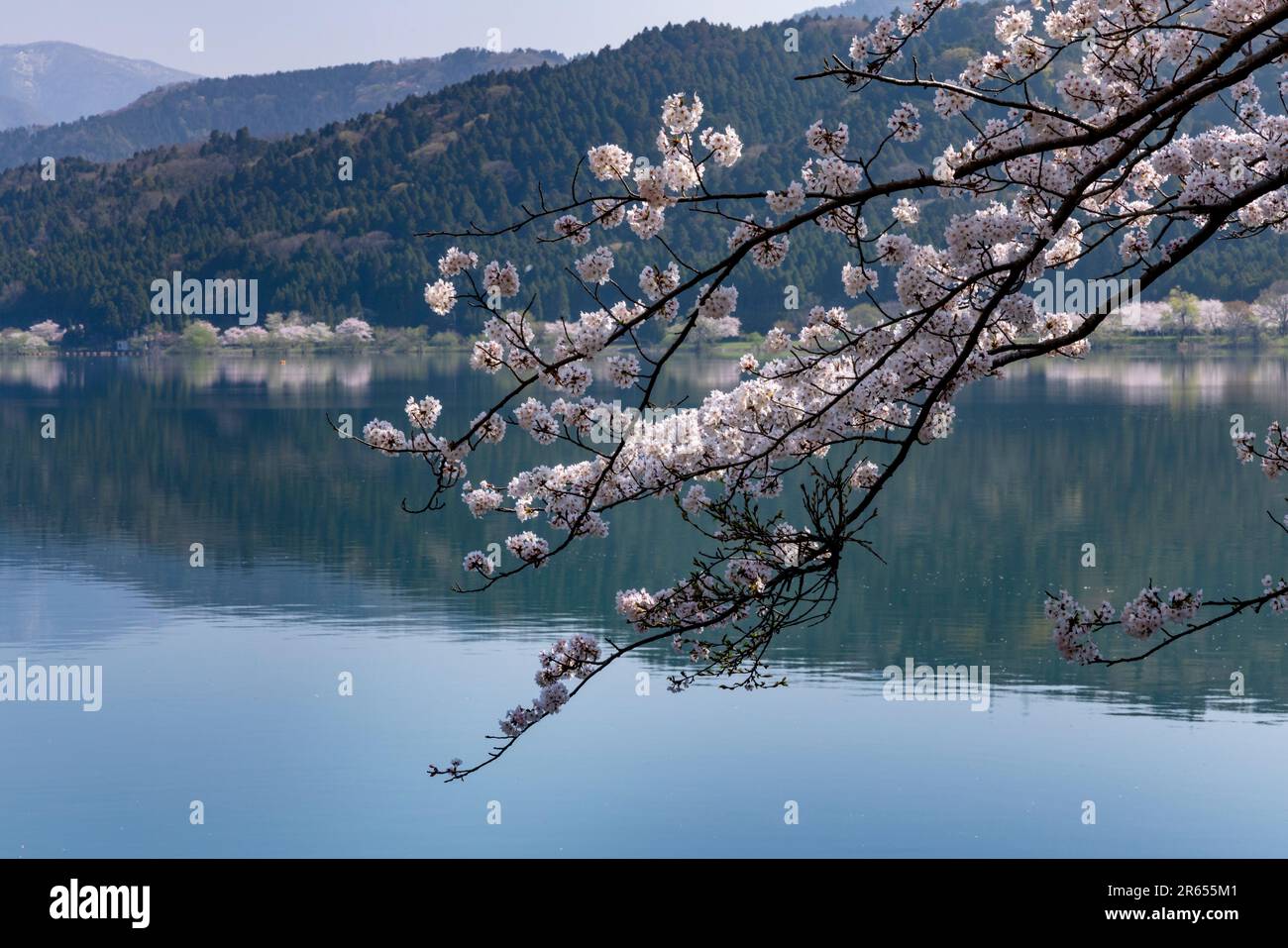 Cherry blossom shore hi-res stock photography and images - Alamy