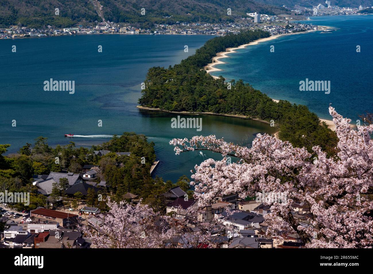 Amano-hashidate and cherry blossoms Stock Photo - Alamy