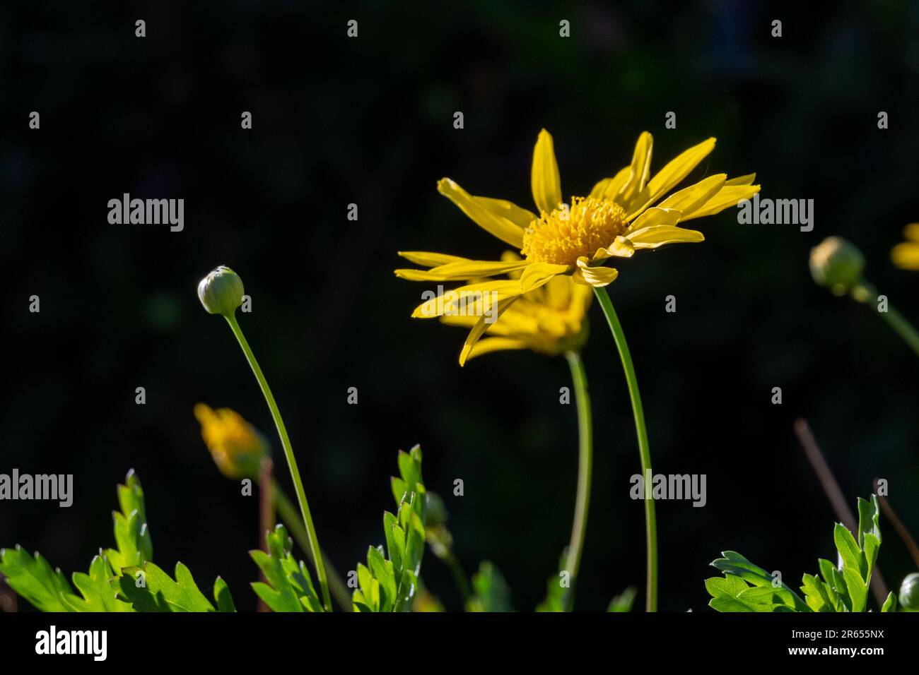 An idyllic outdoor scene featuring vibrant Euryops pectinatus 'Sunshine ...