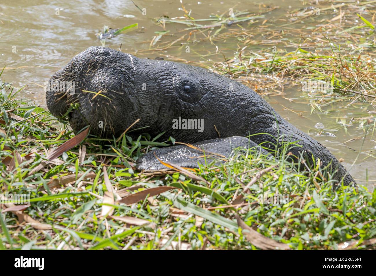 Feeding on nearby grass, West Indian manatee, Manatees pond, Guyana ...