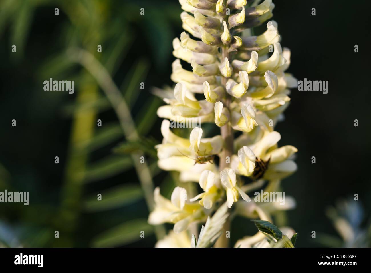 Sophora foxtail, Sophora alopecuroides, Sophora vulgaris, perennial ...