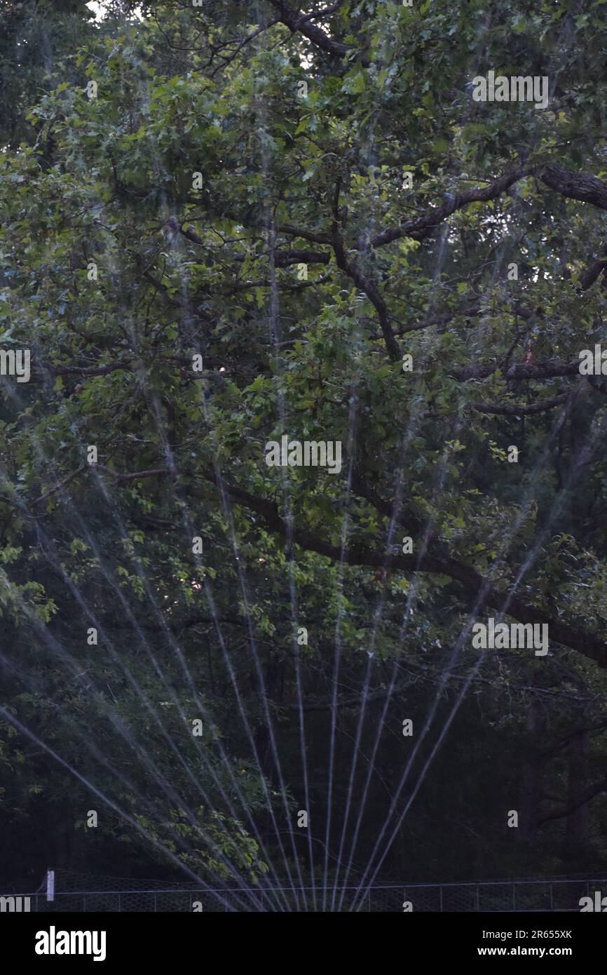 Streams of water shoot out of an oscillating sprinkler onto a small ...