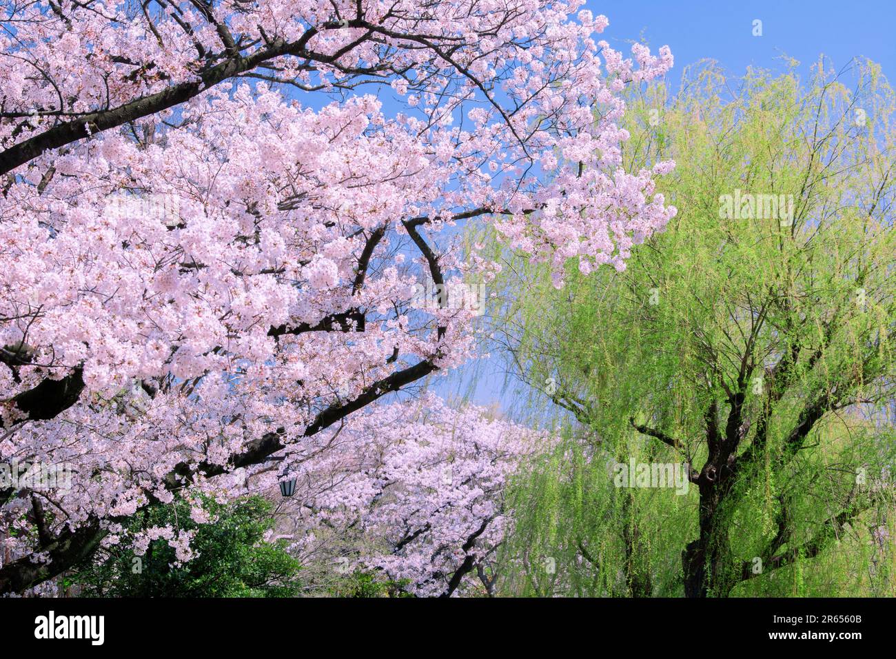 Willows flower hi-res stock photography and images - Alamy