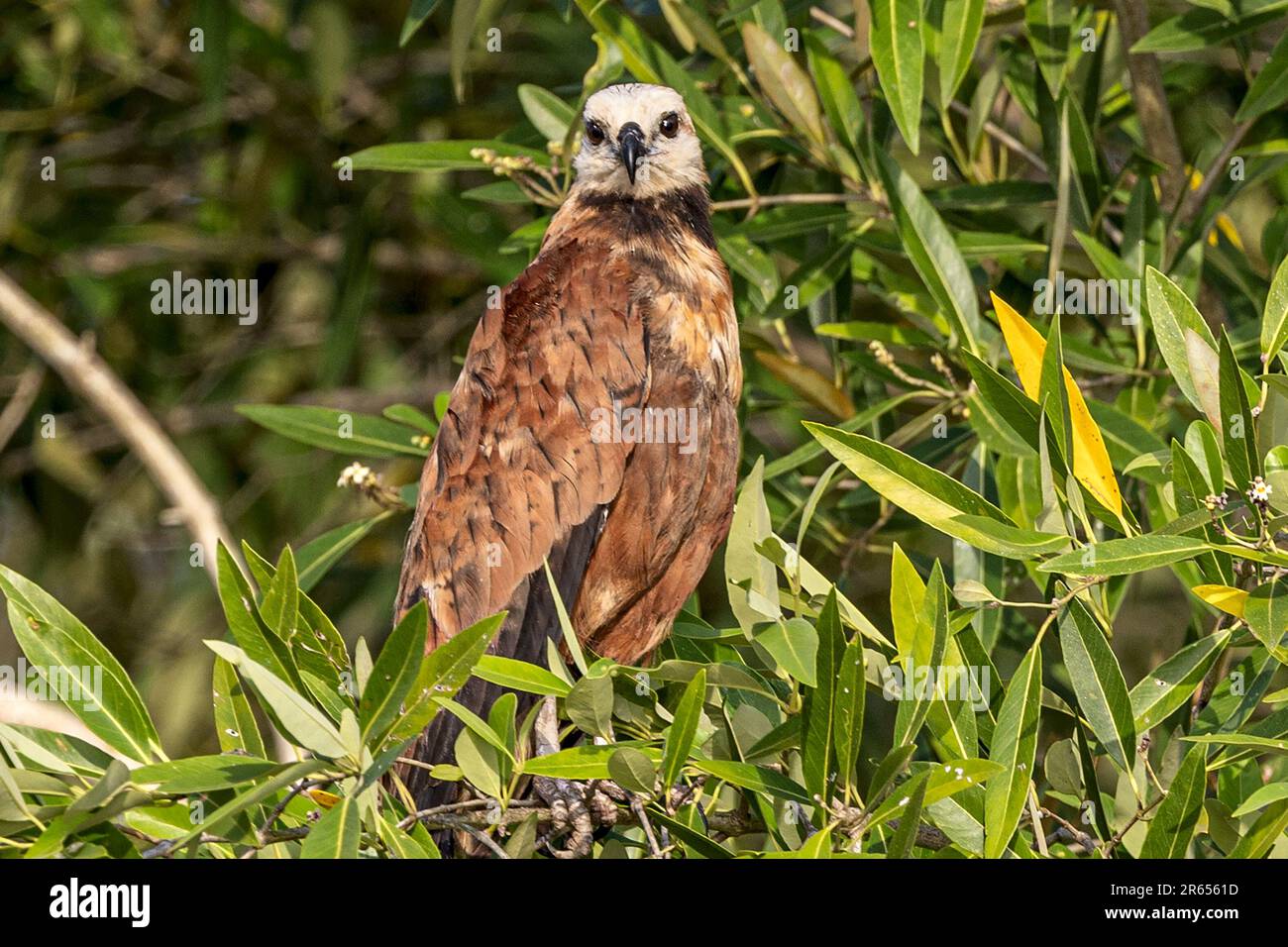 Mangrove black hawk hi-res stock photography and images - Alamy