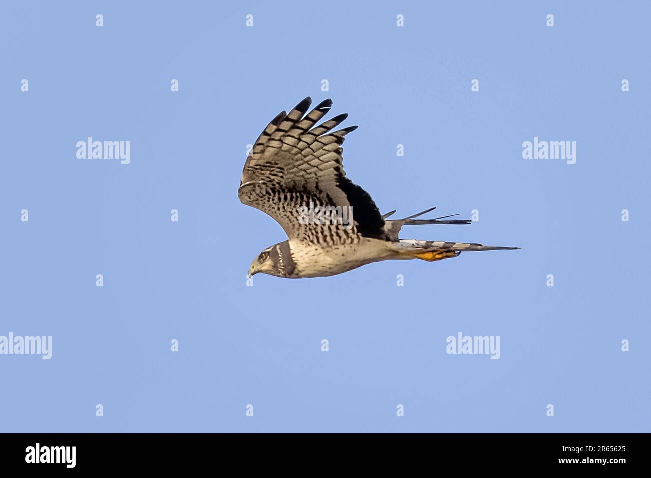 Long winged harrier hi-res stock photography and images - Alamy