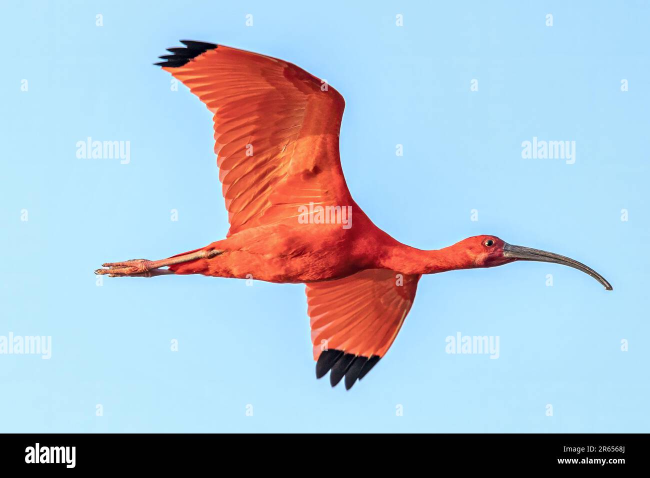 Scarlet ibis river hi-res stock photography and images - Alamy