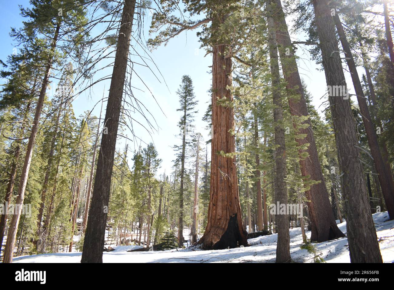 Tall giant trees hi-res stock photography and images - Alamy