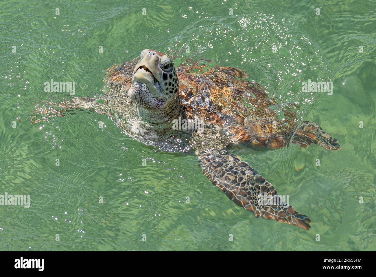Hawksbill Sea Turtle, Eretmochelys imbricata, critically endangered ...