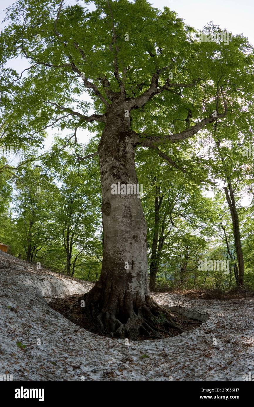 Mother tree shirakami sanchi nishimeya hi-res stock photography and ...