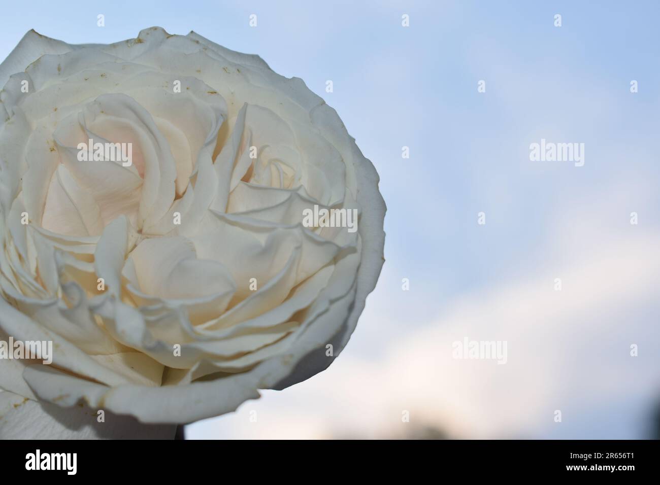 White rose with blue sky hi-res stock photography and images - Alamy