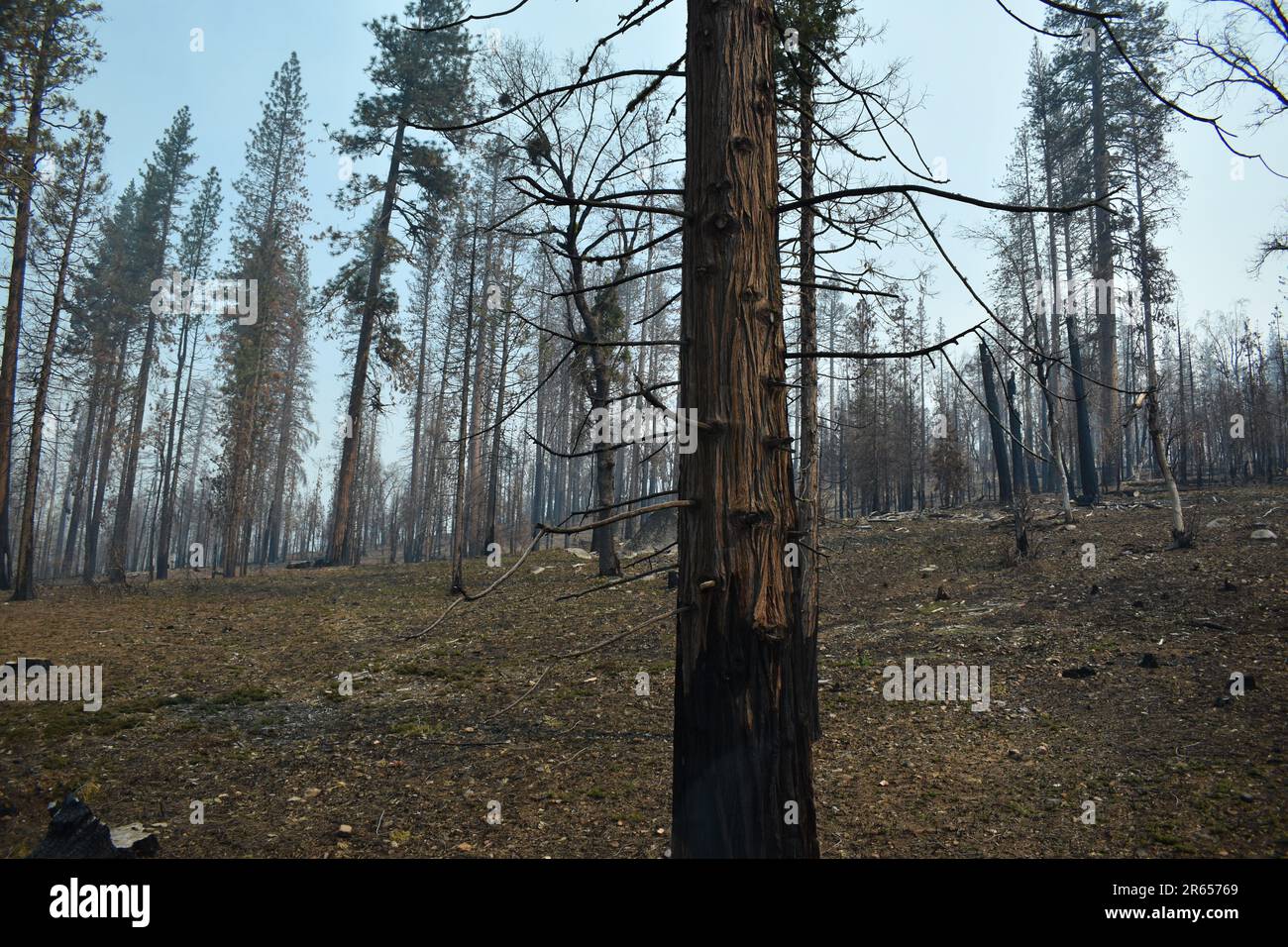 Controlled forest fire Stock Photo - Alamy