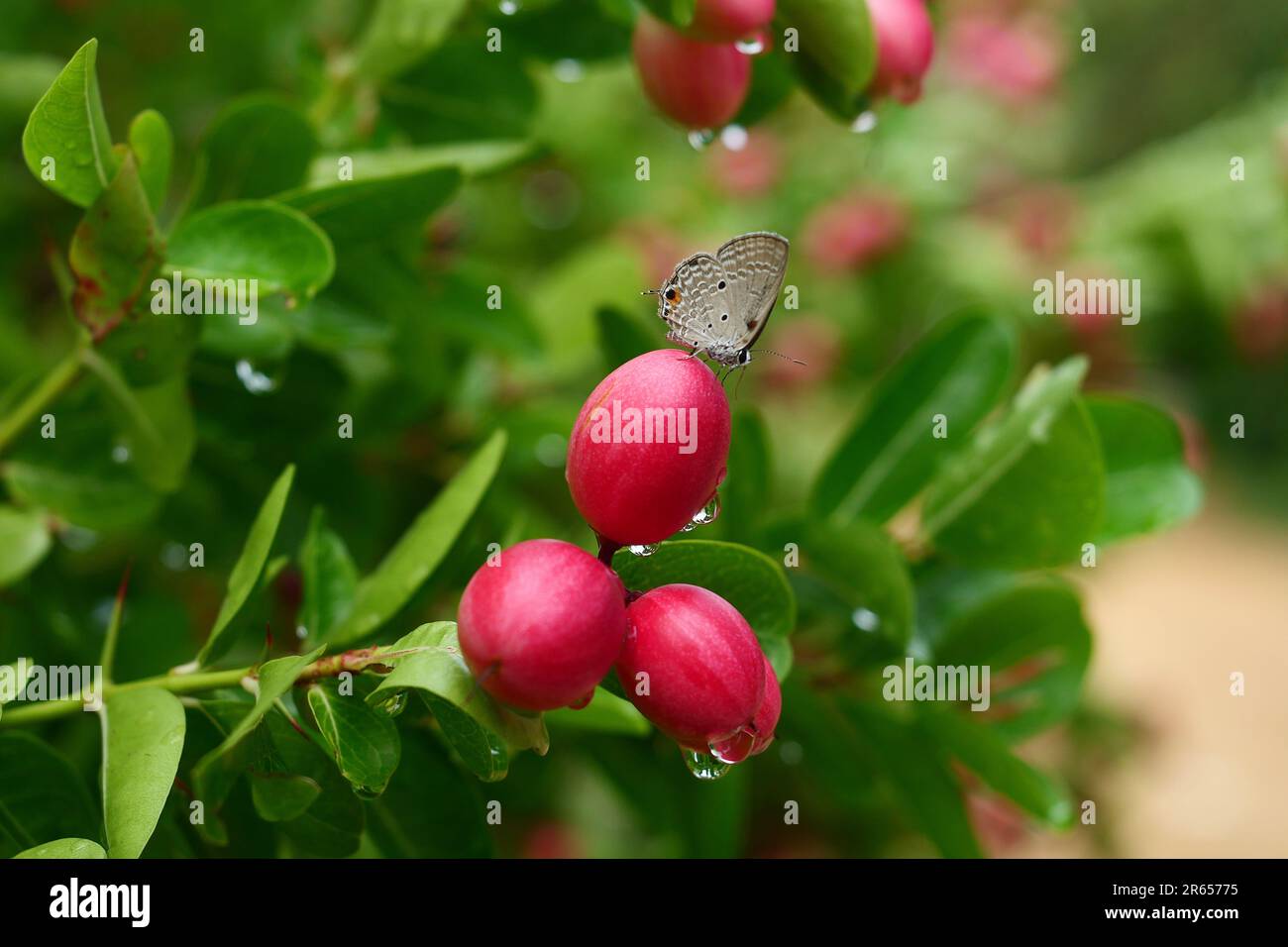 Bengal currant in nature background. Bengal currant, Carissa carandas ...