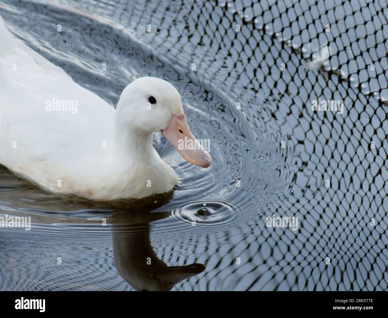 A white mallard duck sitting in a body of still water near a fence ...