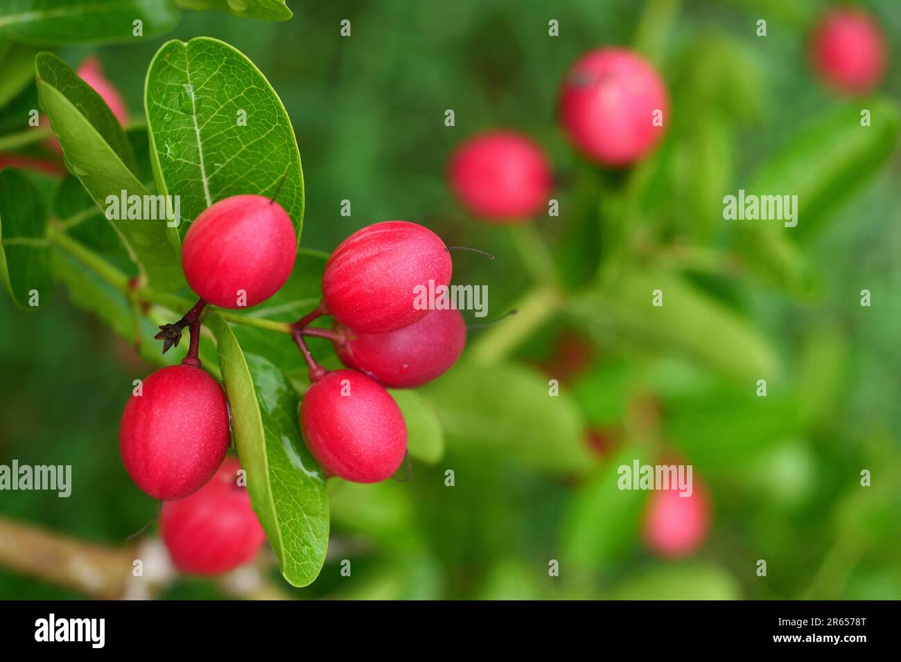 Bengal currant in nature background. Bengal currant, Carissa carandas ...
