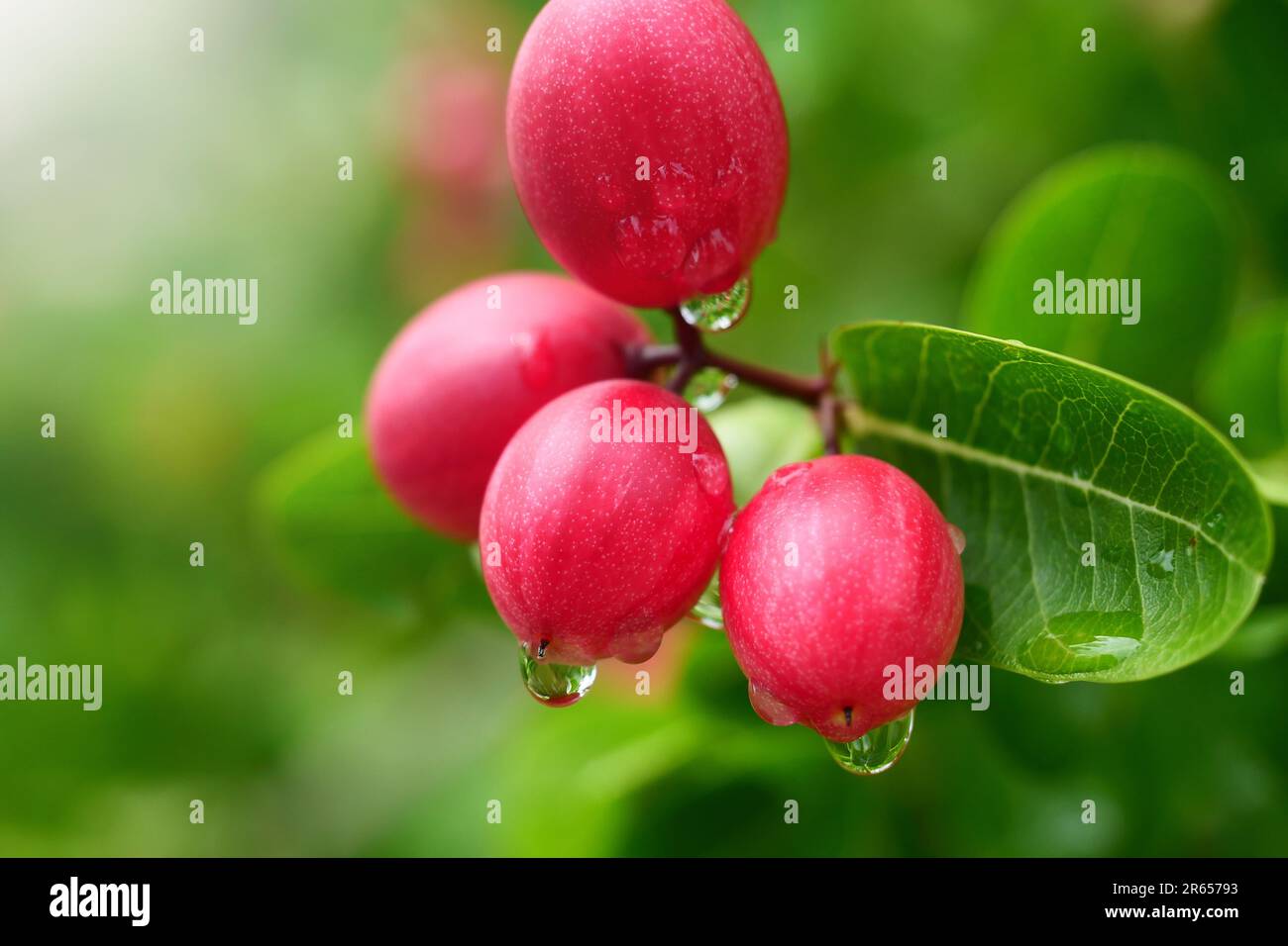 Bengal currant in nature background. Bengal currant, Carissa carandas ...