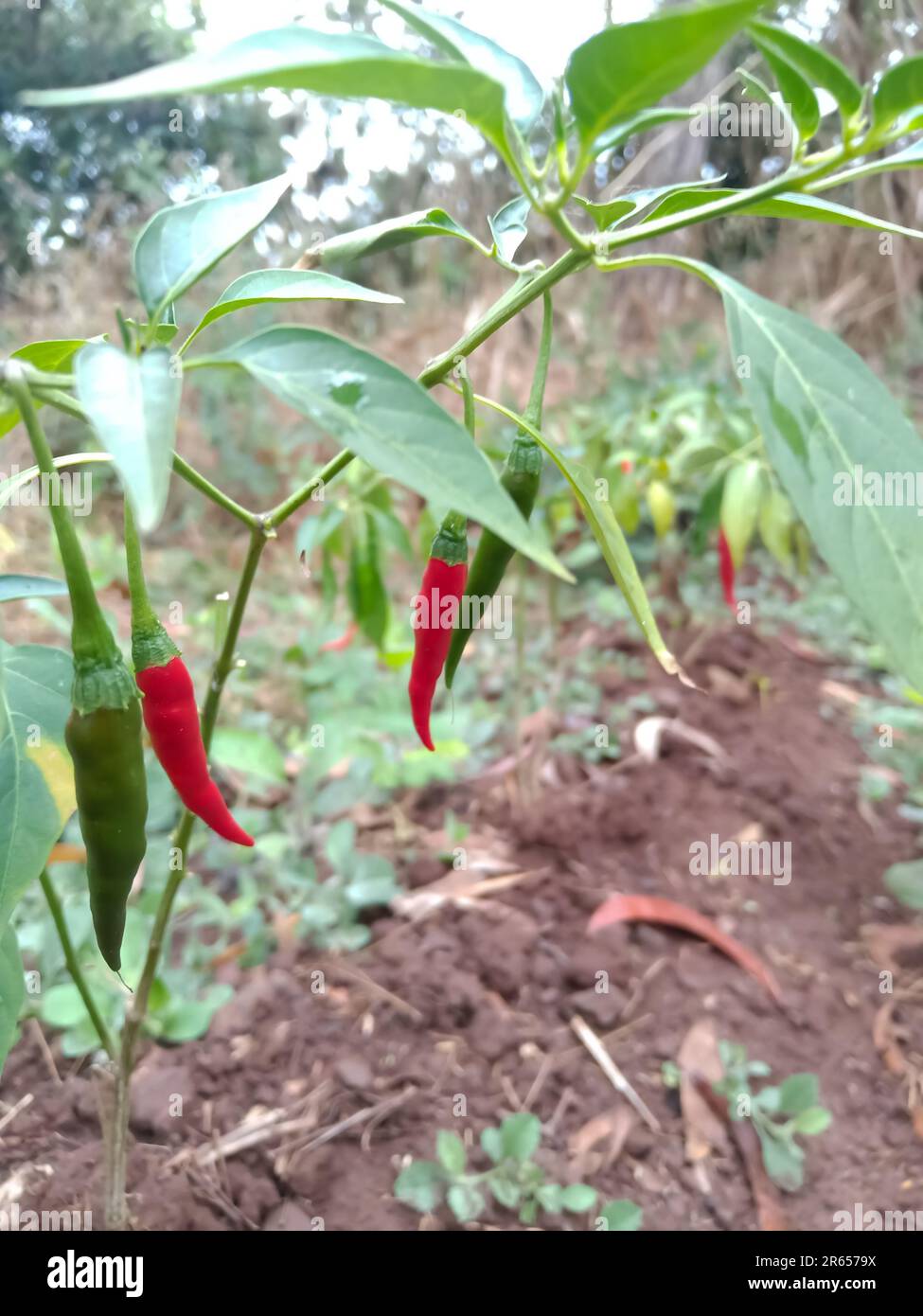 Red and green chilies on the chilli tree Stock Photo - Alamy