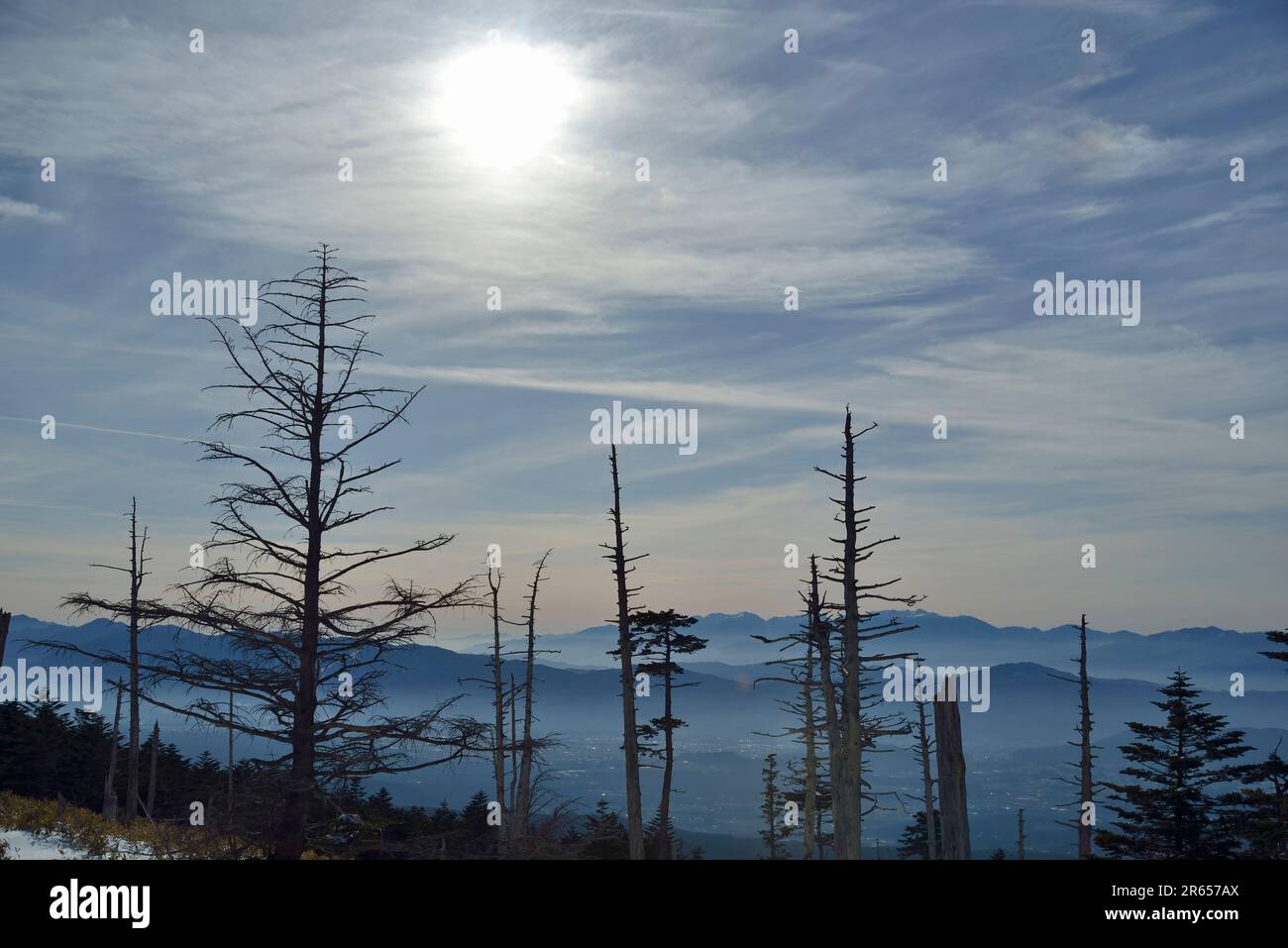 Dead trees at mt hi-res stock photography and images - Alamy