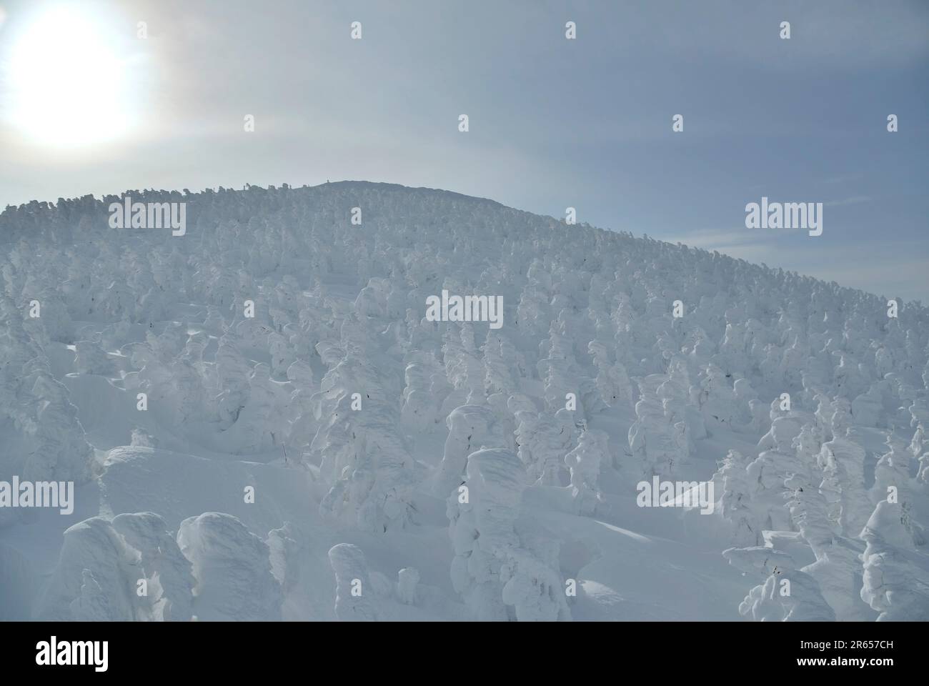 Frost covered trees in Zao Stock Photo - Alamy