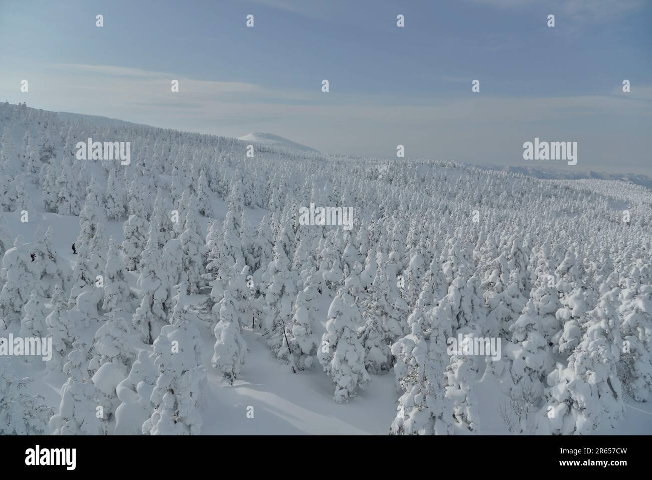 Frost covered trees in Zao Stock Photo - Alamy