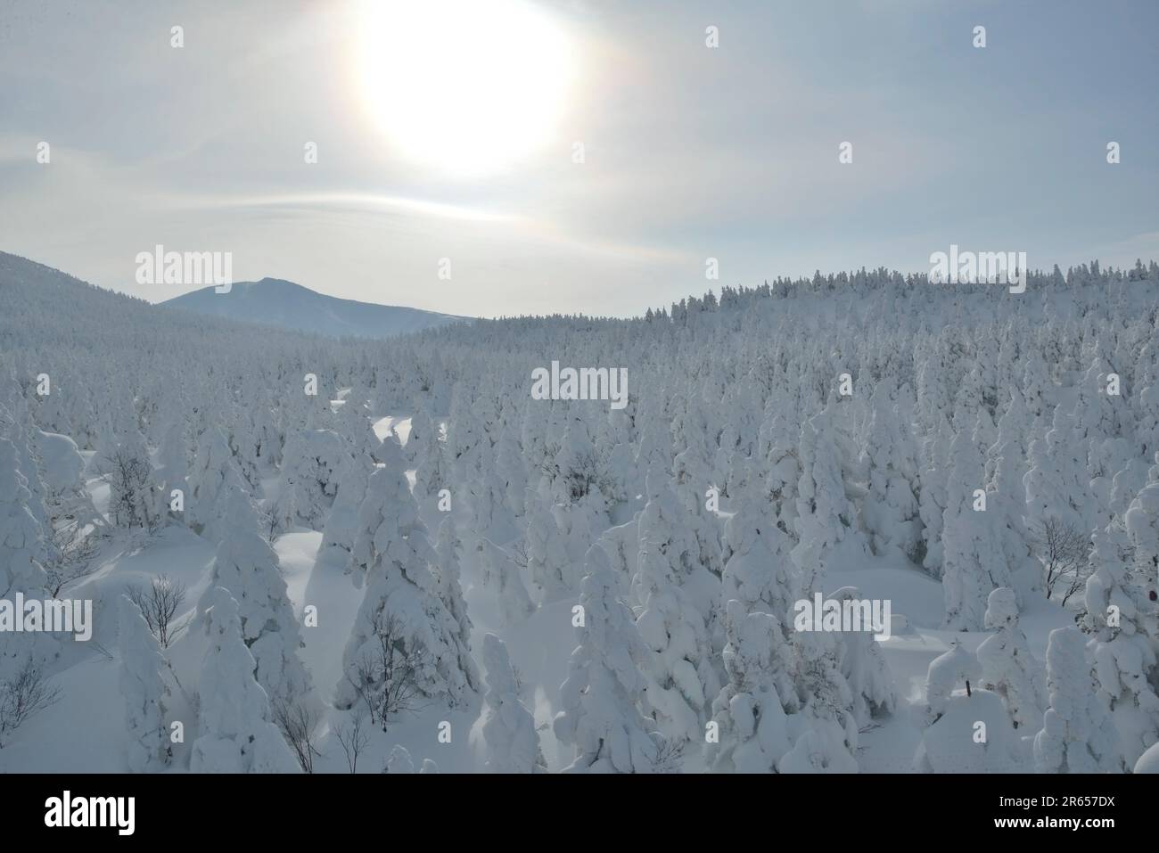 Frost covered trees in Zao Stock Photo - Alamy
