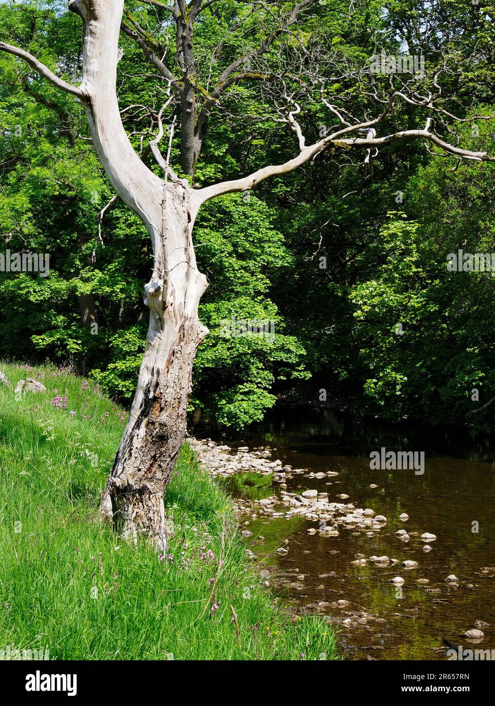 Dead tree wharfedale hi-res stock photography and images - Alamy