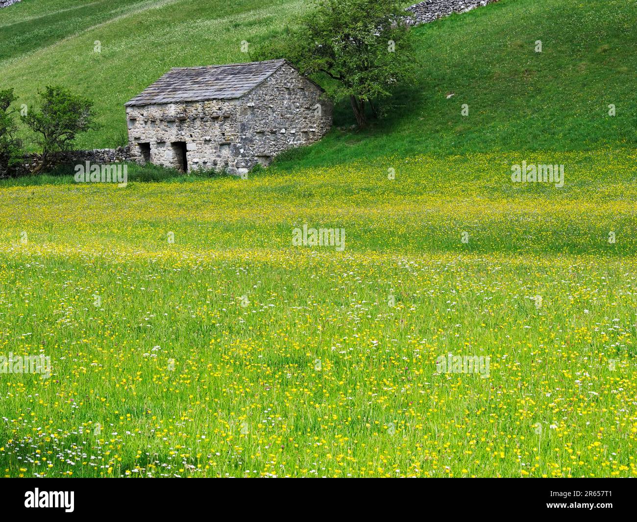 Field Barn and buttercup meadows near Hubberholme Upper Wharfedale ...