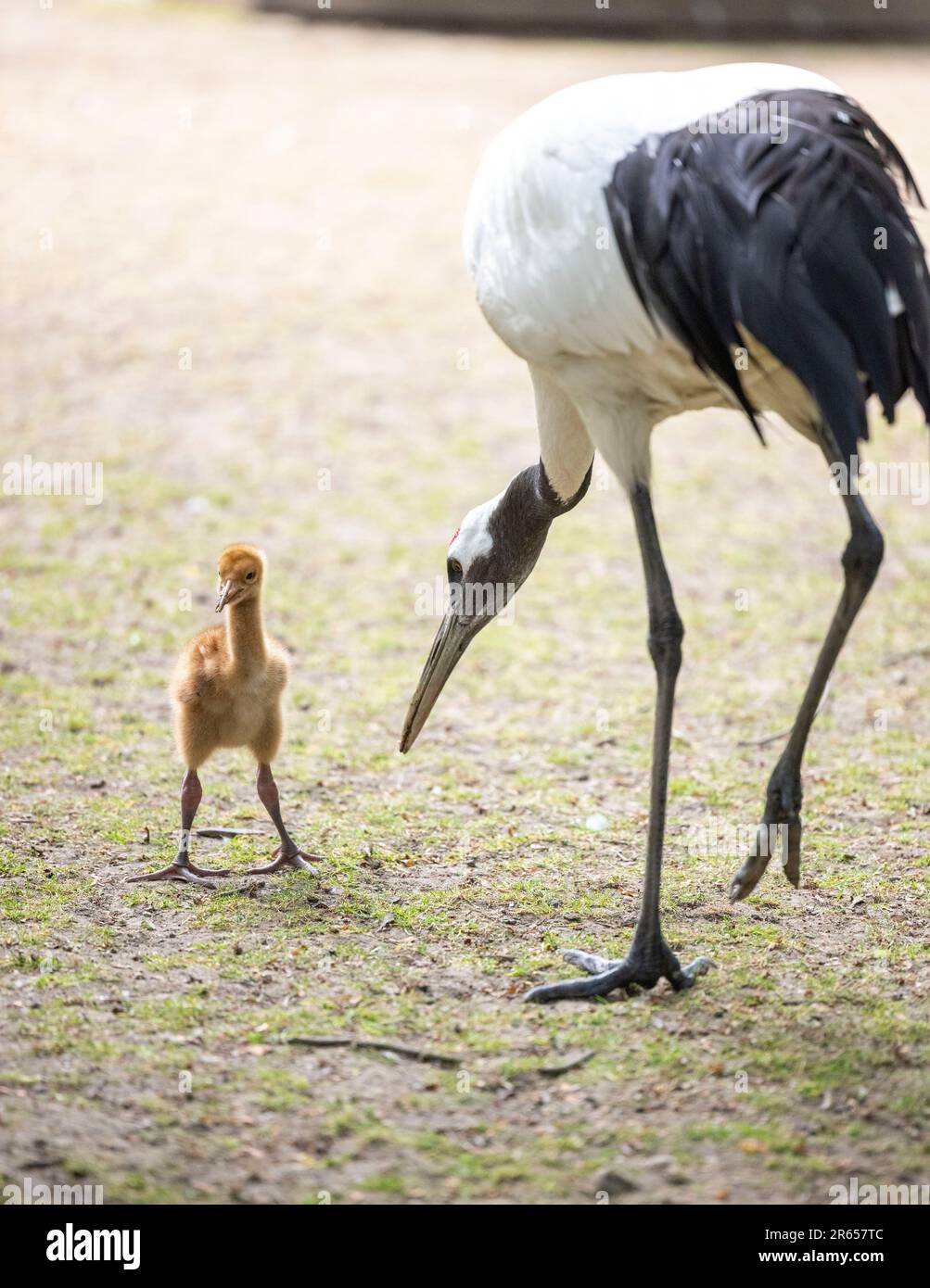 Cologne, Germany. 07th June, 2023. The snow crane chick is seen with ...