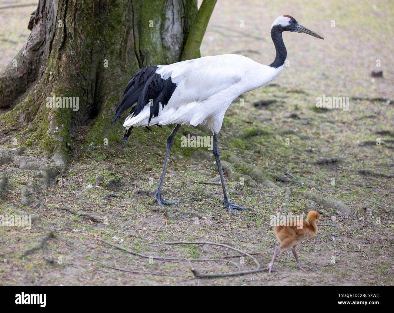 Cologne, Germany. 07th June, 2023. The snow crane chick is seen with ...