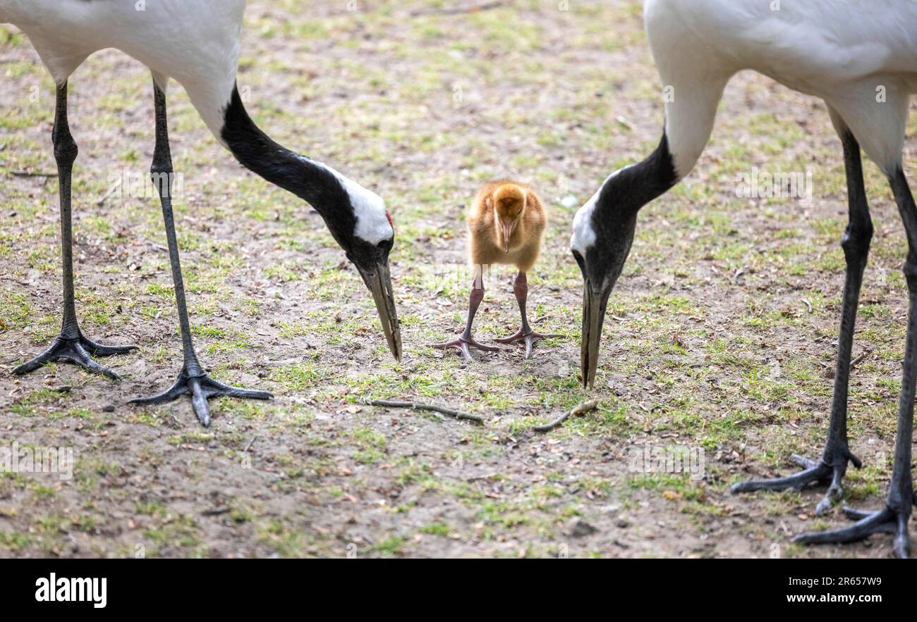 Cologne, Germany. 07th June, 2023. The snow crane chick is seen with ...