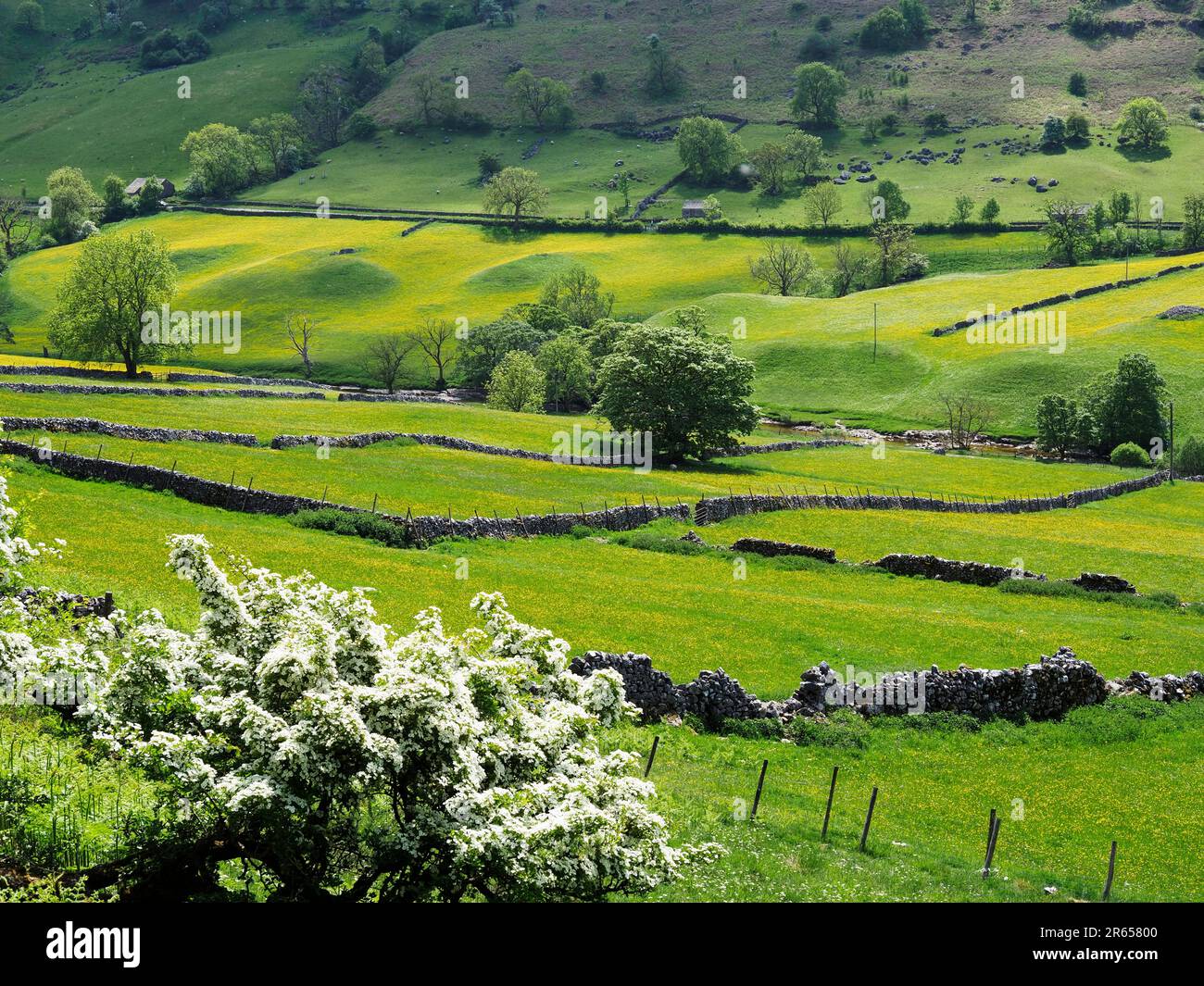 Buttercup meadows and hawthorn blossom in Langstrothdale Upper ...
